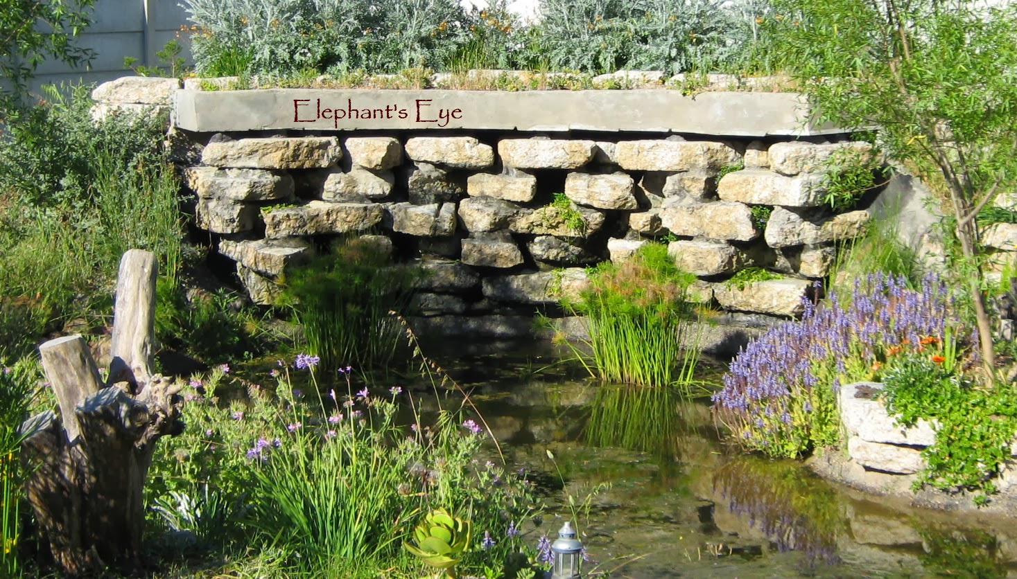 Elephant's Eye: On Ungardening Pond 1