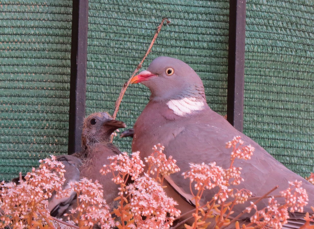 BIRDINGLEON: Nido de Torcaces en casa