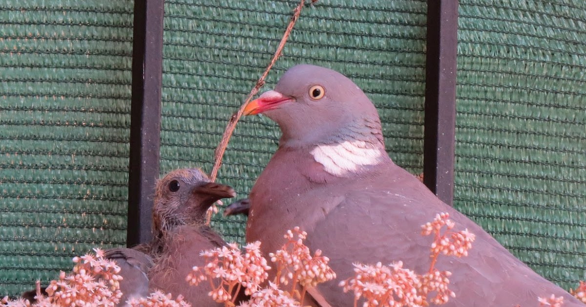 BIRDINGLEON: Nido de Torcaces en casa