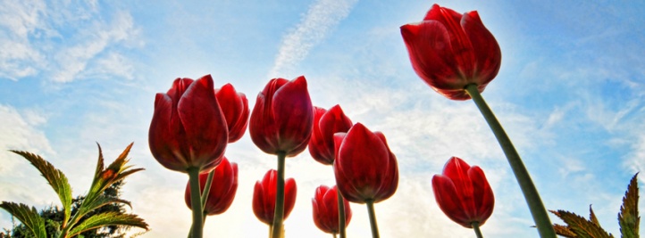 lovely pinky: Tulips Facebook Covers