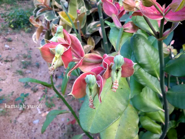 Bunga Anak Burung | Detik Detik Indah Dalam Hidupku