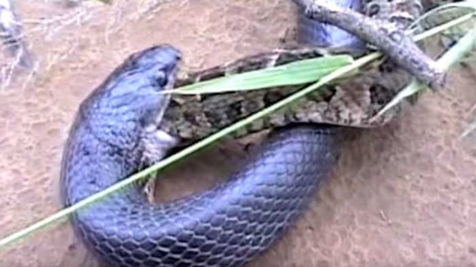 Crazy Footage Of A Snake Eating Another Snake! Who’s Hungry!? - The ...