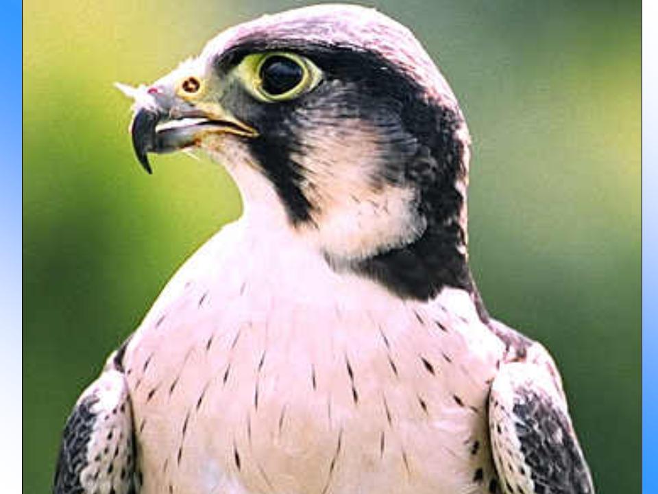 Spreebird wildlife: Shaheen SHAHEEN FALCON (Military state-bird of the ...