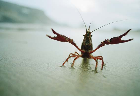 HOW TO CATCH CRAYFISH |The Garden of Eaden