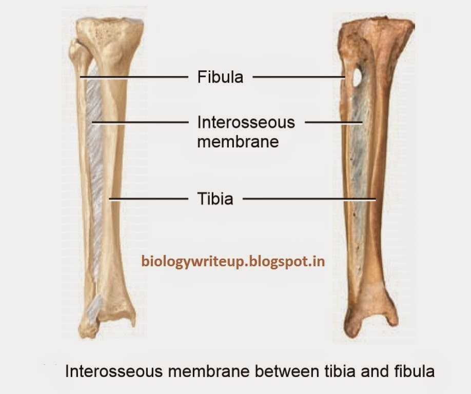 BIOLOGY WRITE-UP - BIOLOGY ARTICLES: JOINTS OF HUMAN SKELETAL SYSTEM ...