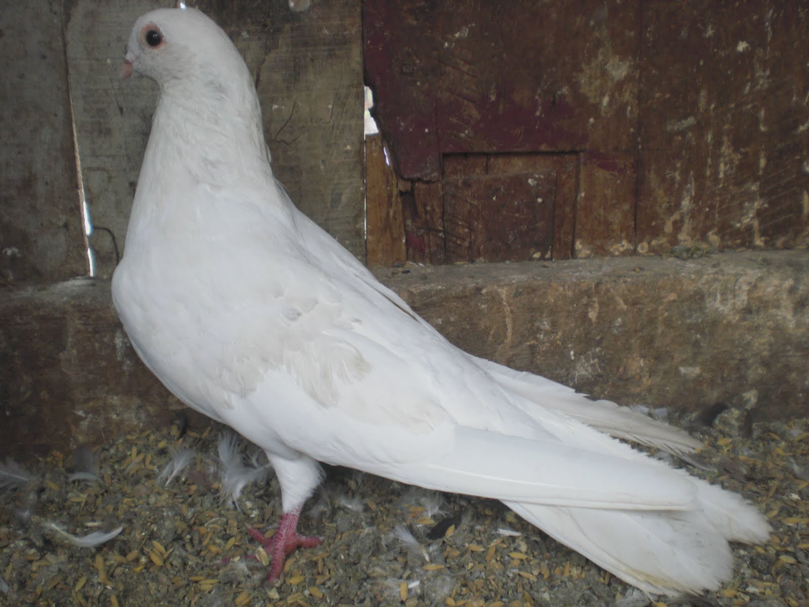 PIGEONS OF Nepal: SUPERB KAGJI........