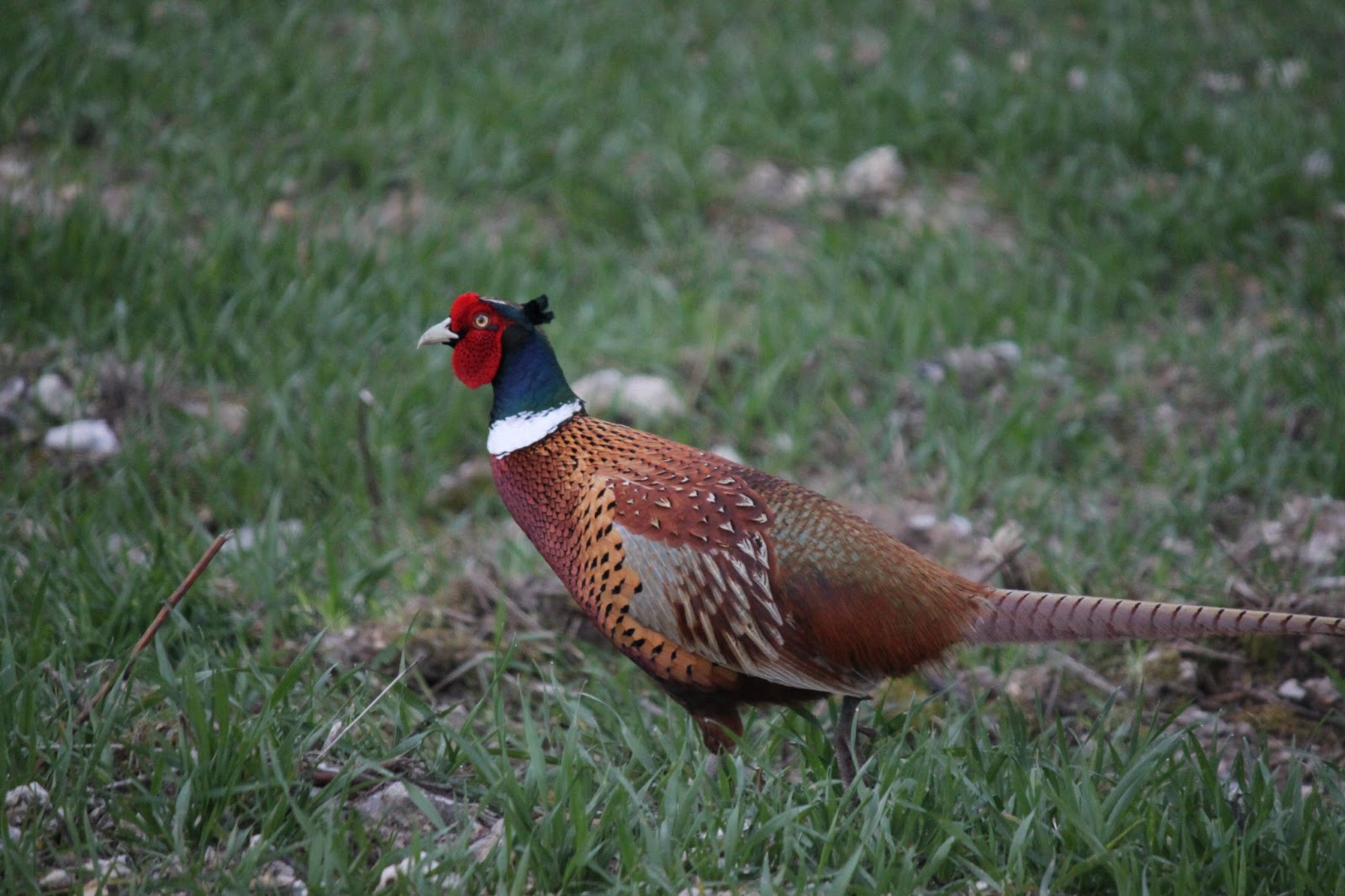 FELIPECHE VIDEO: Défilé de couleurs chez les faisans