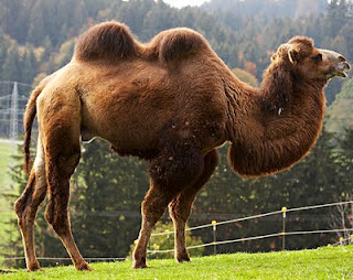 Very Amazing And Nice CAMEL Wallpapers HD