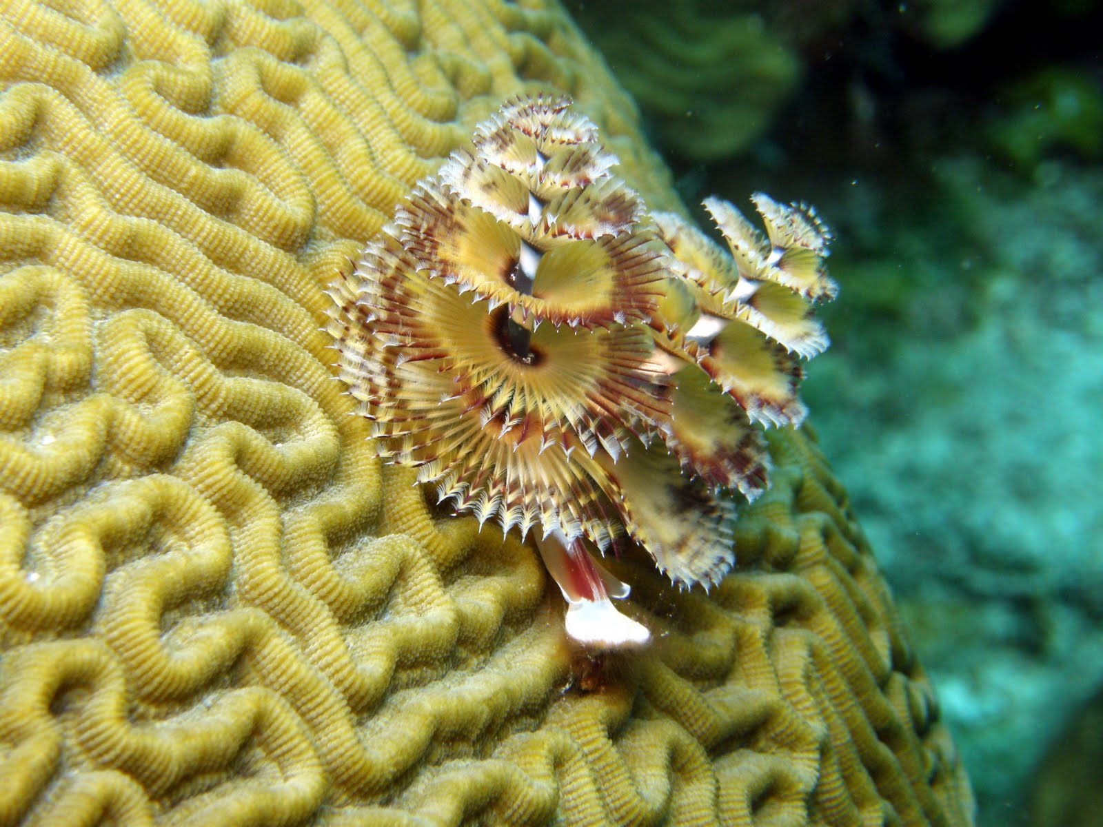 Iluminación Profunda: Pinitos de mar (2) (Spirobranchus sp) (Roatan ...