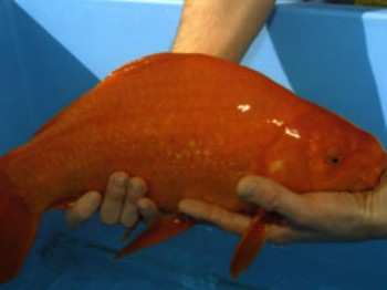 records animaux: Le plus grand poisson rouge du monde