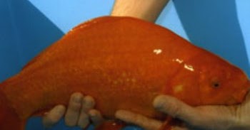 records animaux: Le plus grand poisson rouge du monde
