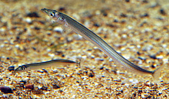 Artes de Pesca: VAMOS A PESCAR LANZÓN MEDITERRÁNEO