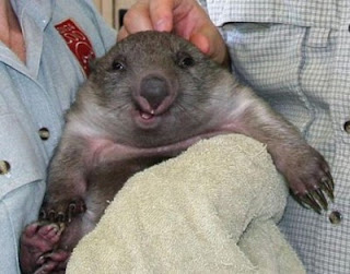 Funny And Cute Wombat | Funny Animals