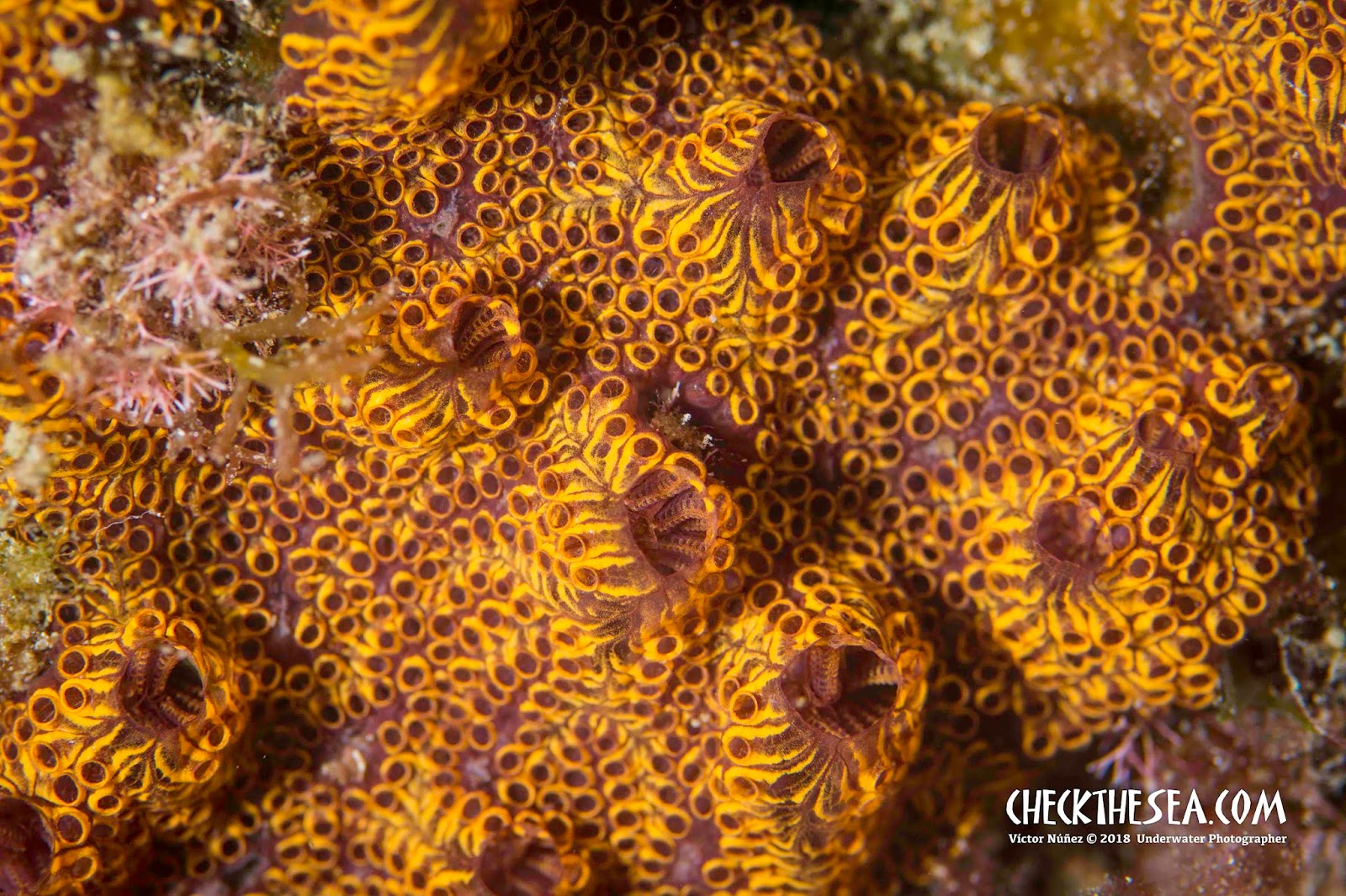 Check the Sea. Web de buceo y fotografía submarina de las Islas ...