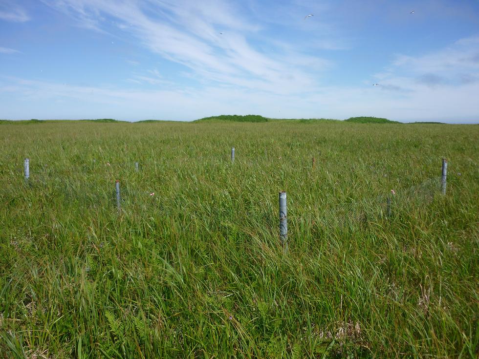 Middleton Island, Gulf of Alaska: Rabbits versus flowers on Middleton ...
