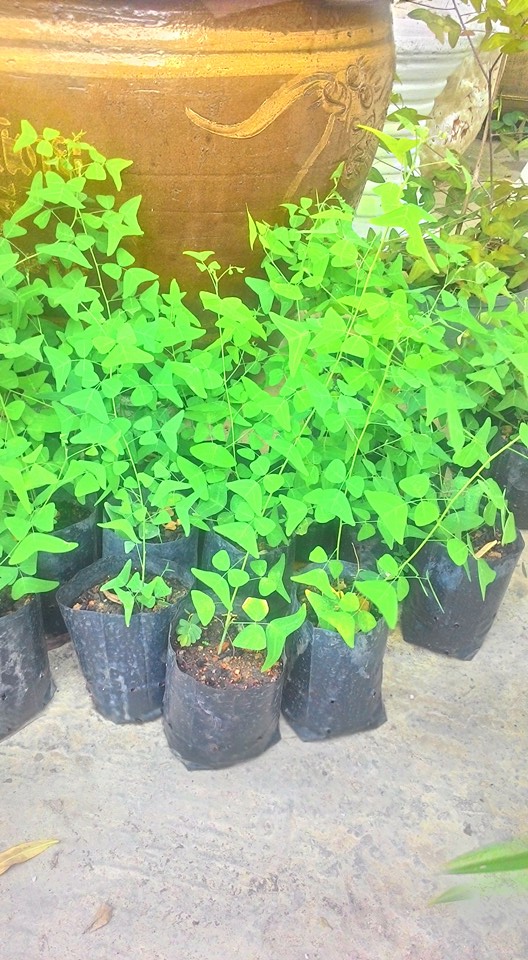 D'LAMAN HIJAU NURSERY: RERAMA HIJAU