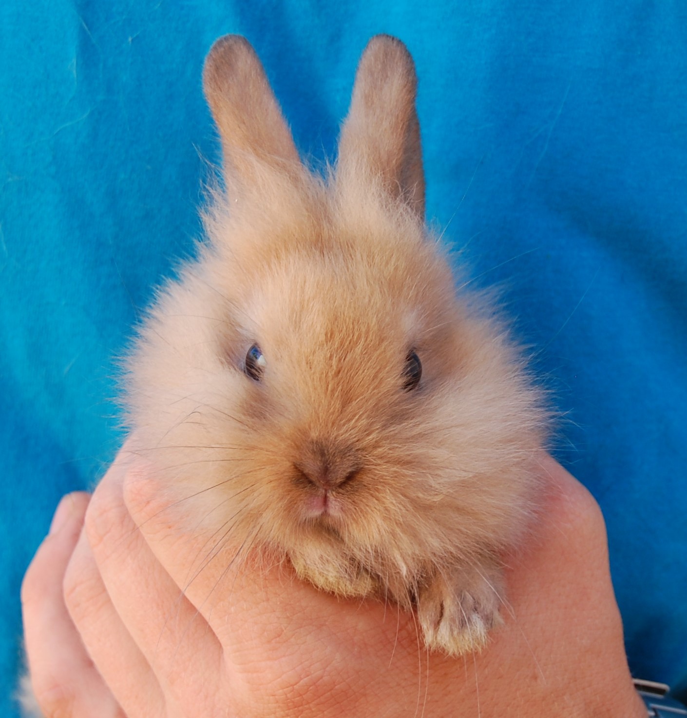 Baby bunnies needing nurturing foster homes.