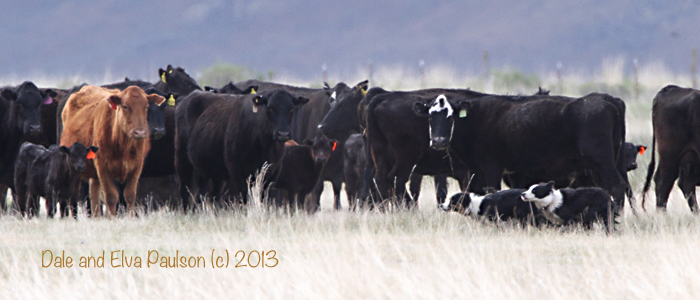 Elva's Field Notes: Move Along: An Eastern Oregon Cattle Drive