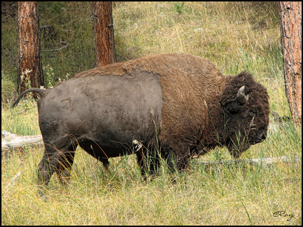 Our Adventures House Sitting: Custer Bison Roundup - "Somewhere Sunday ...
