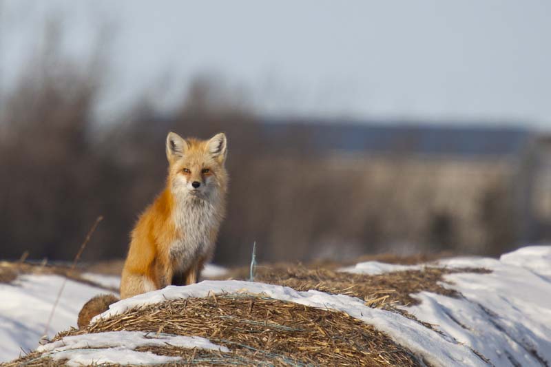 Photography of Ralph Fuchs of St. Albert, Alberta: Wildlife