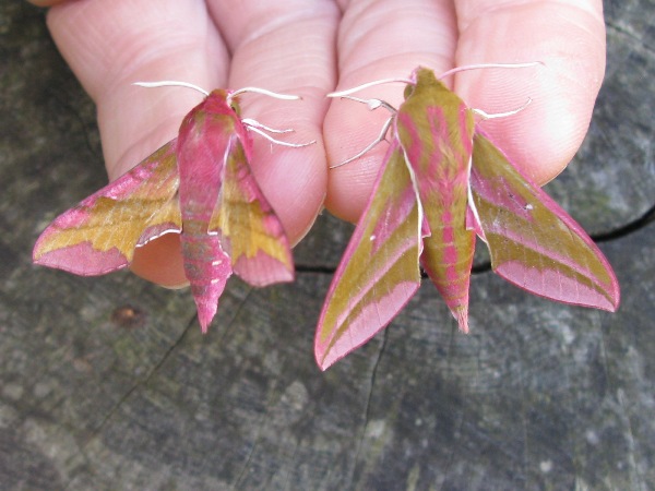 Plovers Blog: Hawk-moths