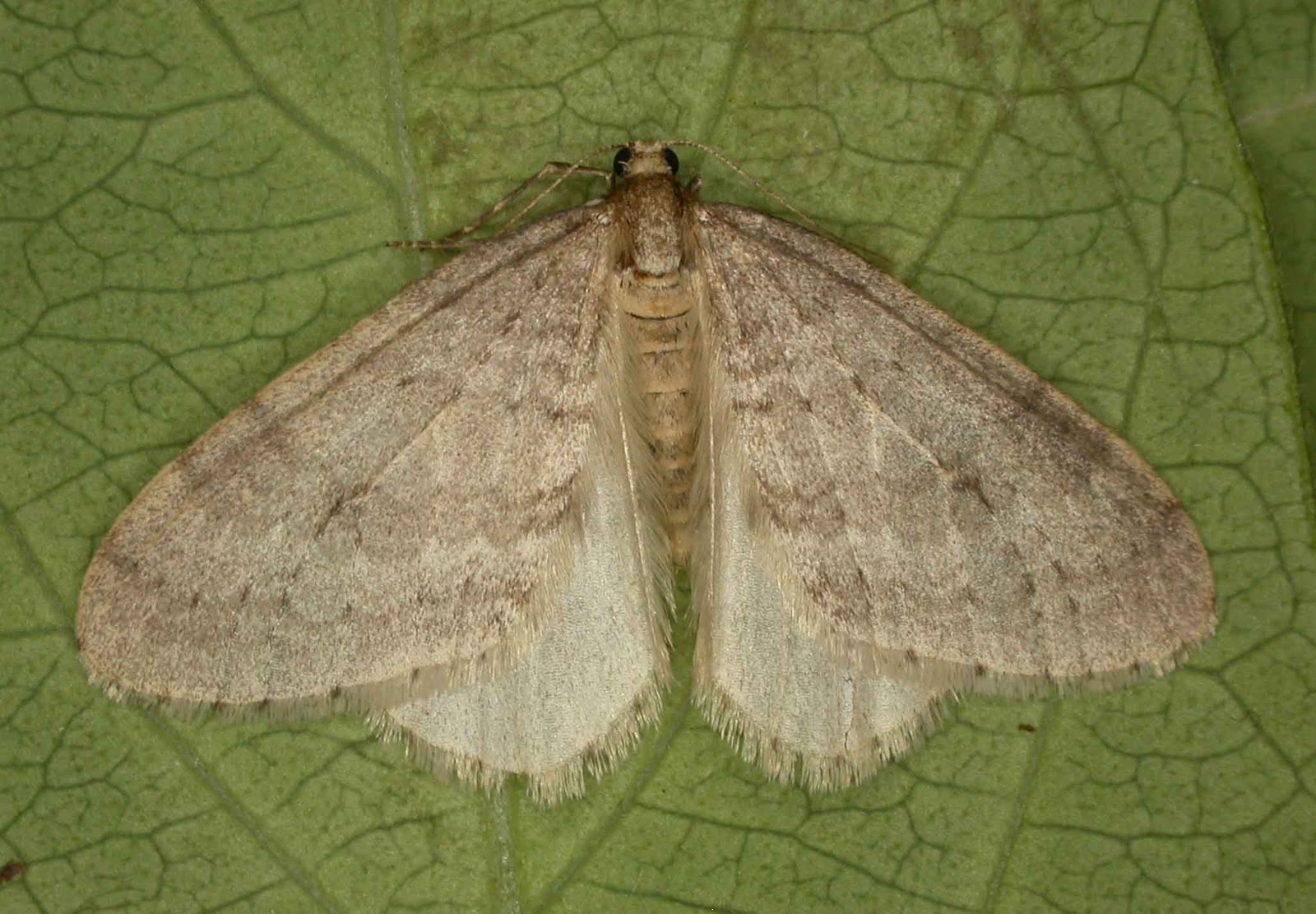 Darley Dale Wildlife: Northern Winter Moth