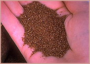 Agamé, Ethiopia: Injera, Teff and the Ethiopian Highlands.