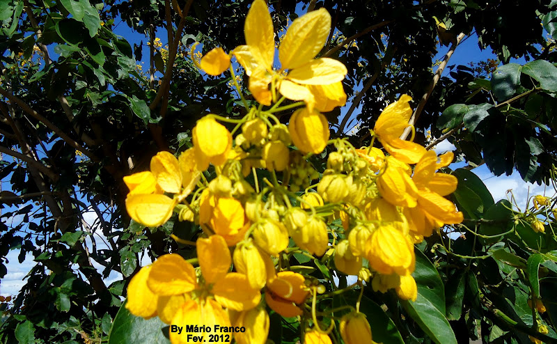 Meu Cantinho Verde: PAU-FAVA, ALELUIA - ( Senna macranthera )