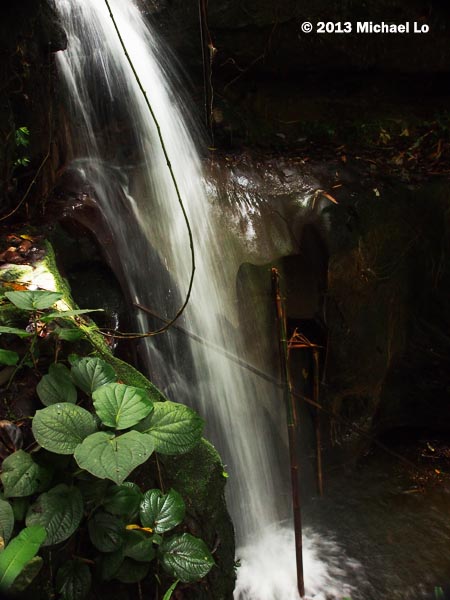 The rainforests of Borneo & Southeast Asia: The valley of giant leech