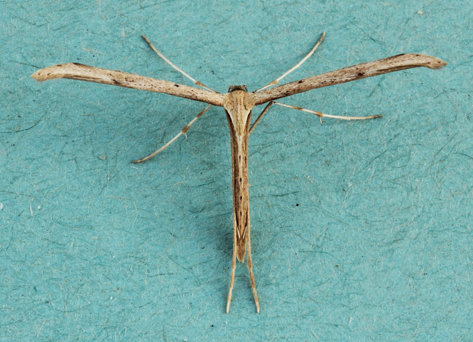Ceredigion Moths: Common plume: Emmelina monodactyla