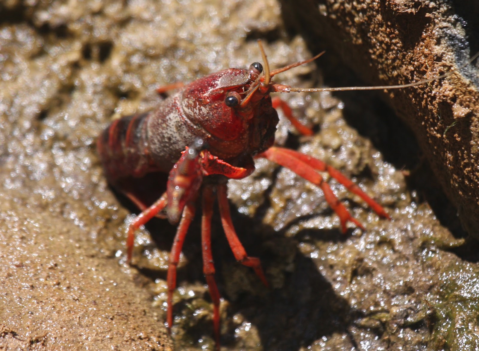 Such-n-Such Bird Blog: California Wanderings, Part 2: Ventura and the ...