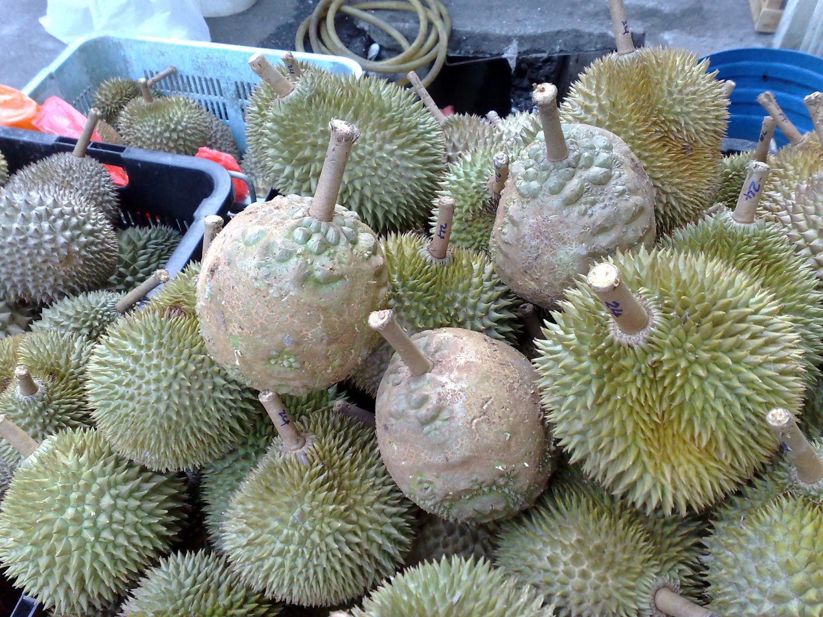 Durian Info
