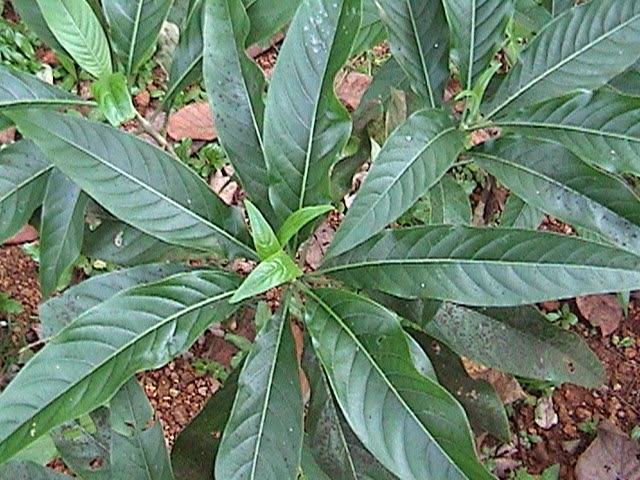 KERALA NATURE AND AYURVEDA