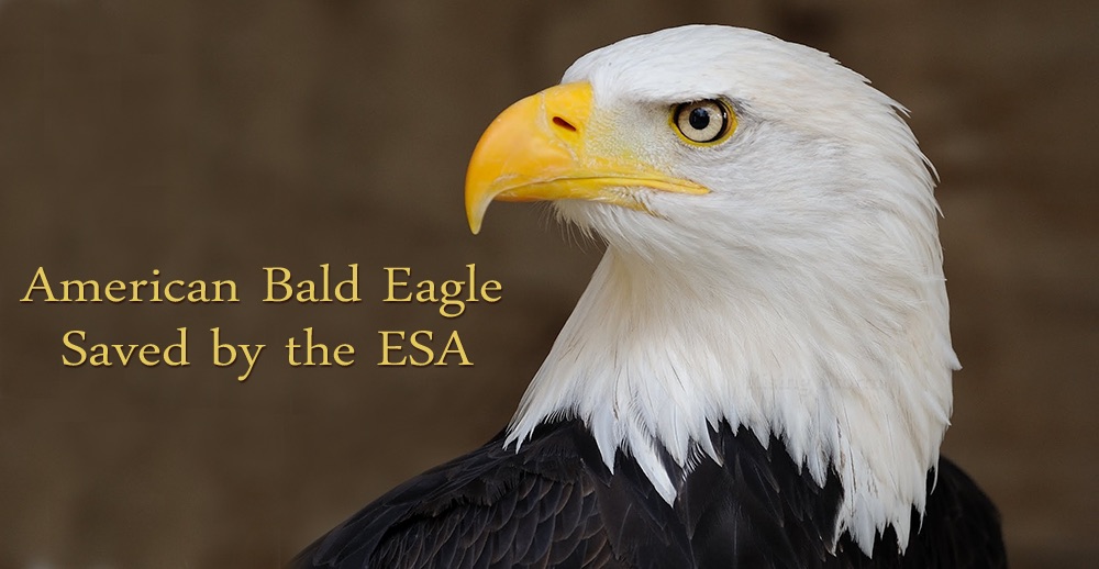 Bald Eagles Endangered Species List