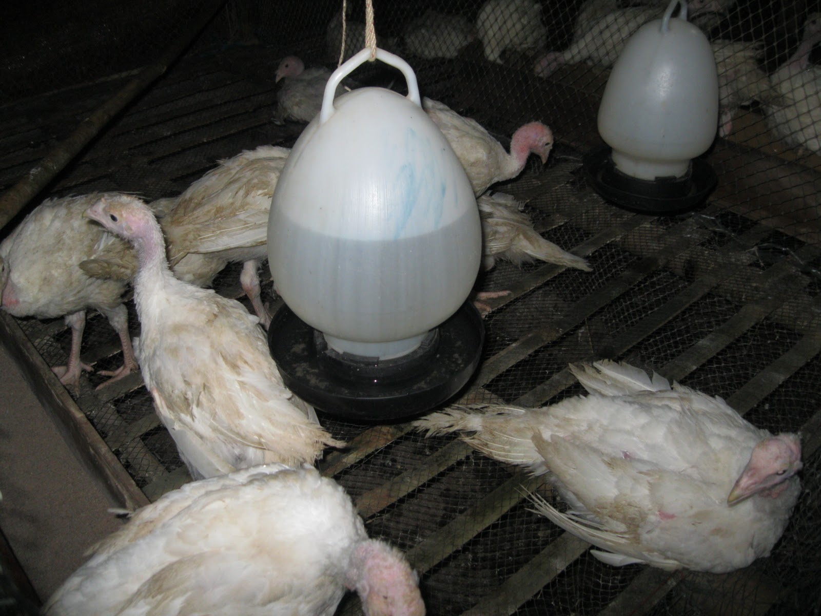 BADRIYAH TURKEY FARM