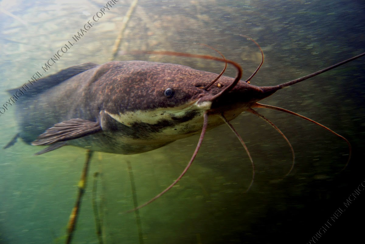 Freshwater Fish Photographs: Catfish