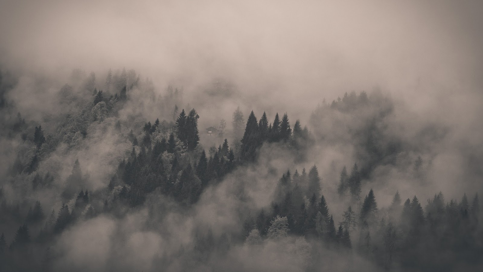 Foggy Forest HD Desktop Wallpaper Dat Nature - THE BEST BACKGROUND DESKTOP
