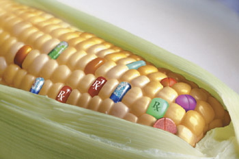 Genomics, Medicine, and Pseudoscience: GM corn causes cancer in rats: a ...
