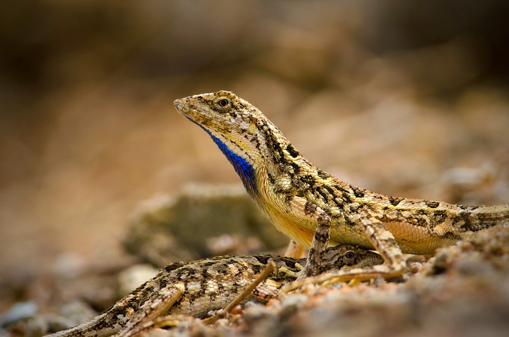 Sumasuta: An encounter with the Fan Throated Lizard!