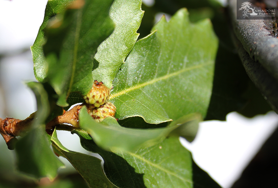 Yamadori Passion: Roble, Carvalho, Oak tree. (Quercus Humilis) (X)