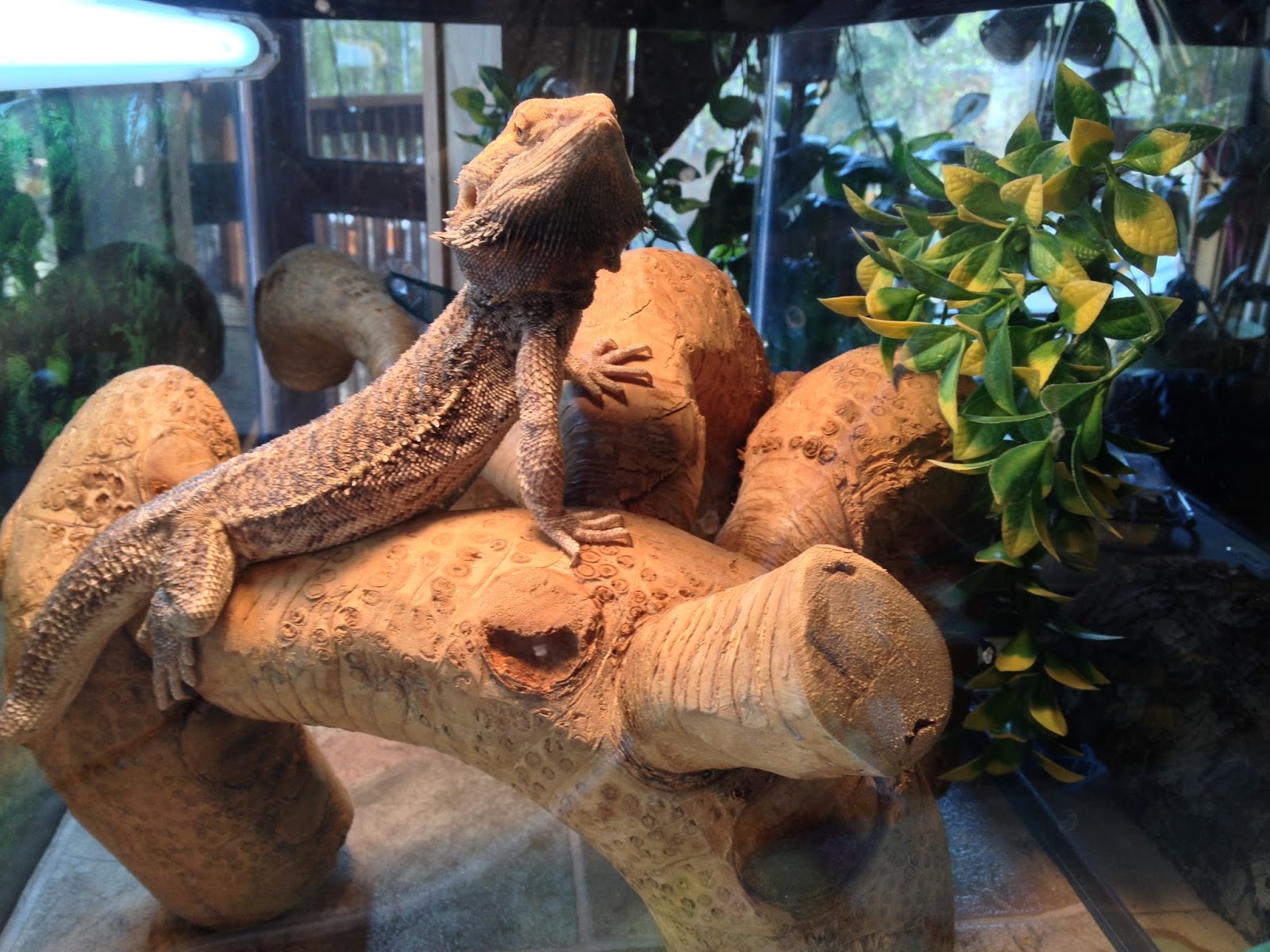 Interior Alaska RAE Rescue's Blog