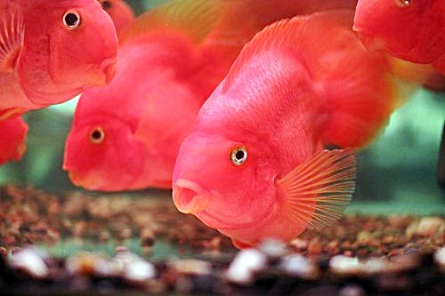 Ikan Red Parrot - Akuarium Ikan Hias