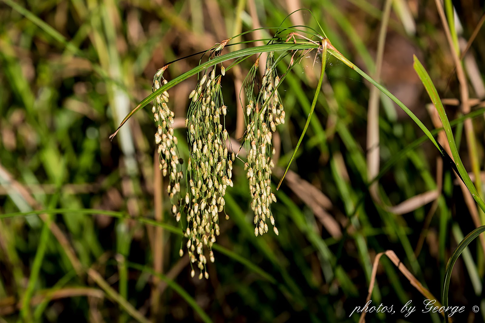 "What's Blooming Now" : Woolgrass (Scirpus cyperinus)