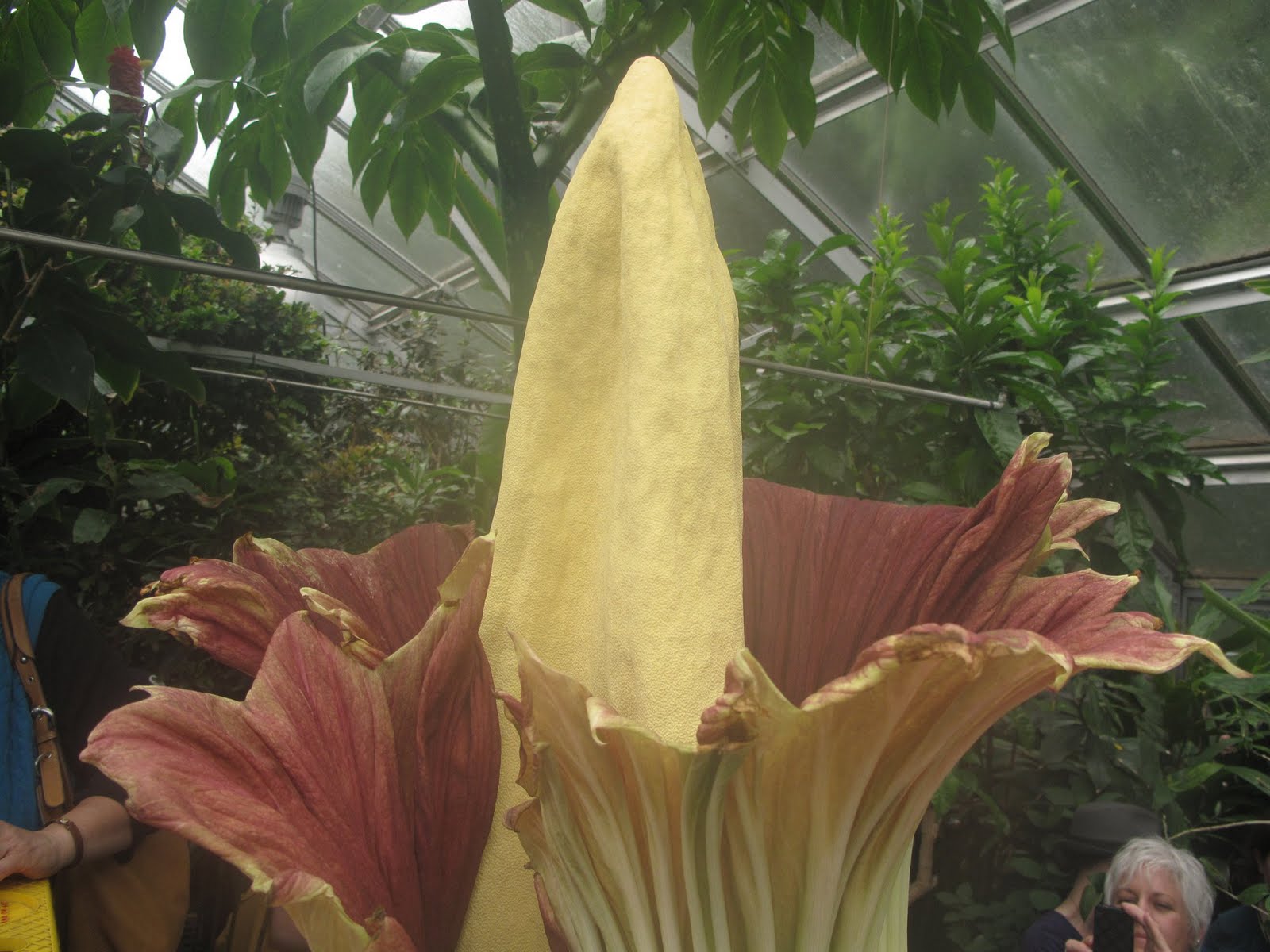 Kuweight 64: BLOOMING CORPSE FLOWER GIVES OUT STENCH