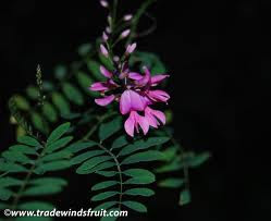 Knowledgehub: Indigo Movement During British Rule In India (part:3)