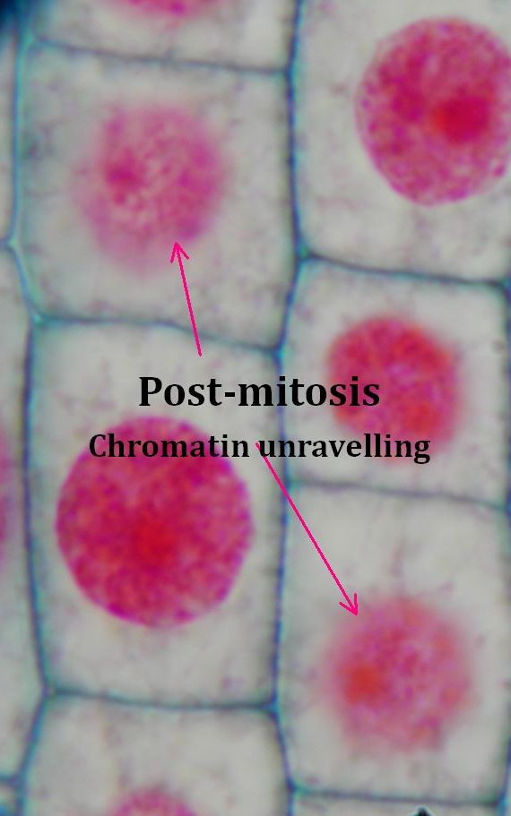 Mitosis Onion Root Tip Interphase