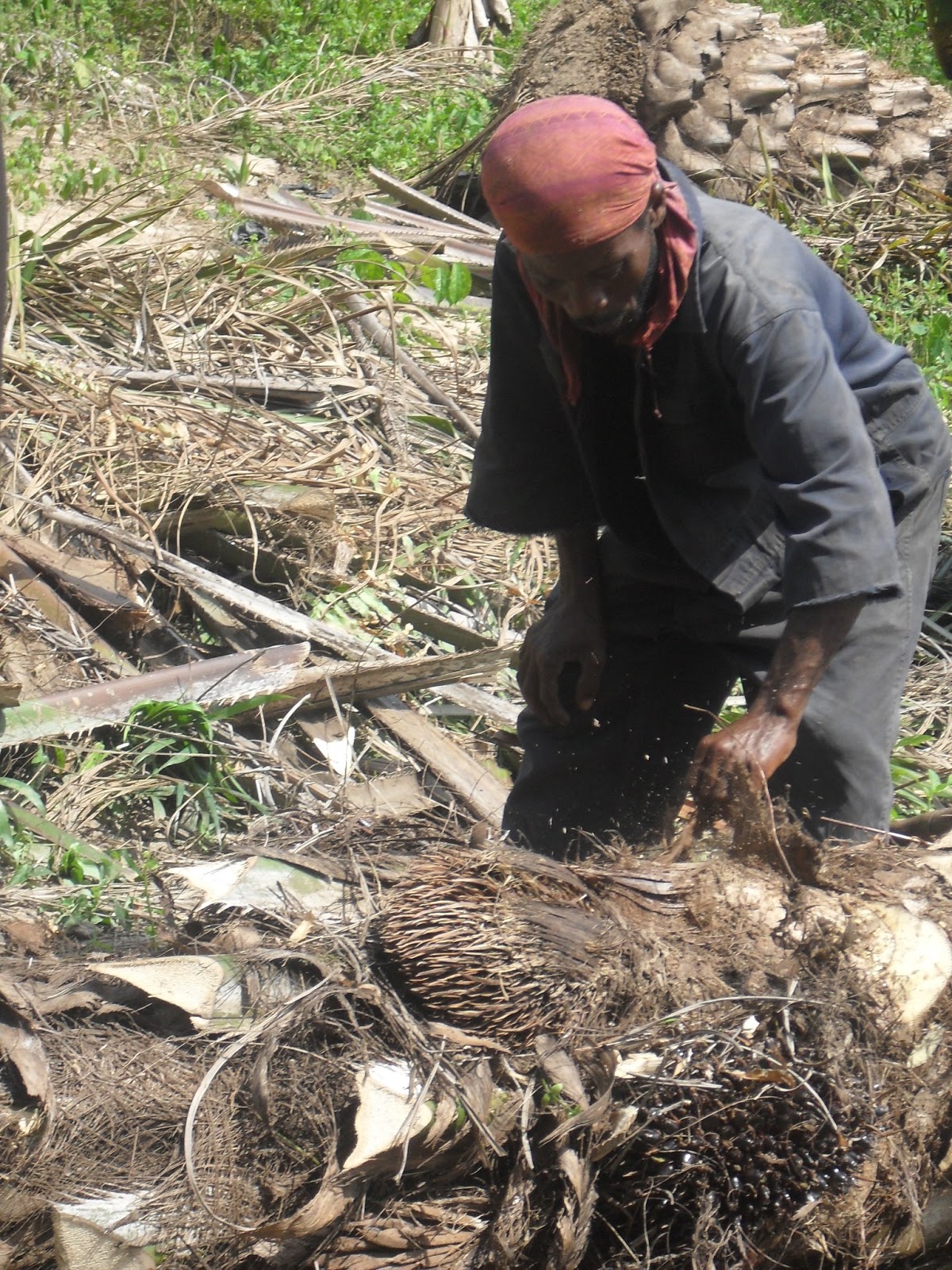 PALM WINE BREWERY AND LOCAL GIN DISTILLATION: PICTURES OF TAPPING PALM WINE