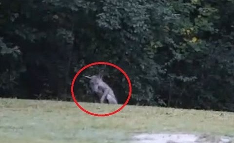 Health Tips and Interesting Stories: Monster "Jersey Devil" Spotted In ...