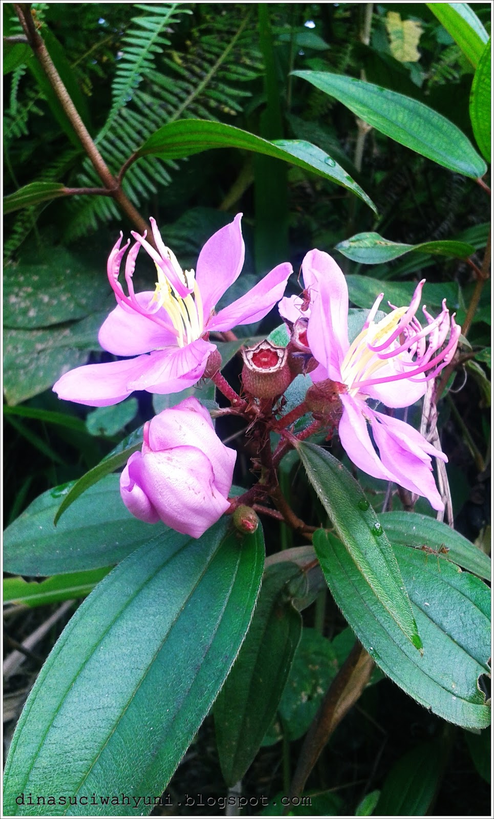 KLASIFIKASI ILMIAH BUNGA SENGGANI ( HARENDONG) SERTA MANFAATNYA BAGI ...