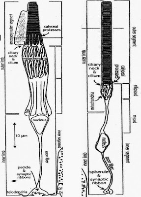 Sel Fotoreseptor Mata Ikan ~ Informasi Seputar Peternakan